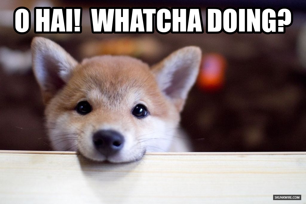 O que significa "whatcha" em inglês? - inFlux